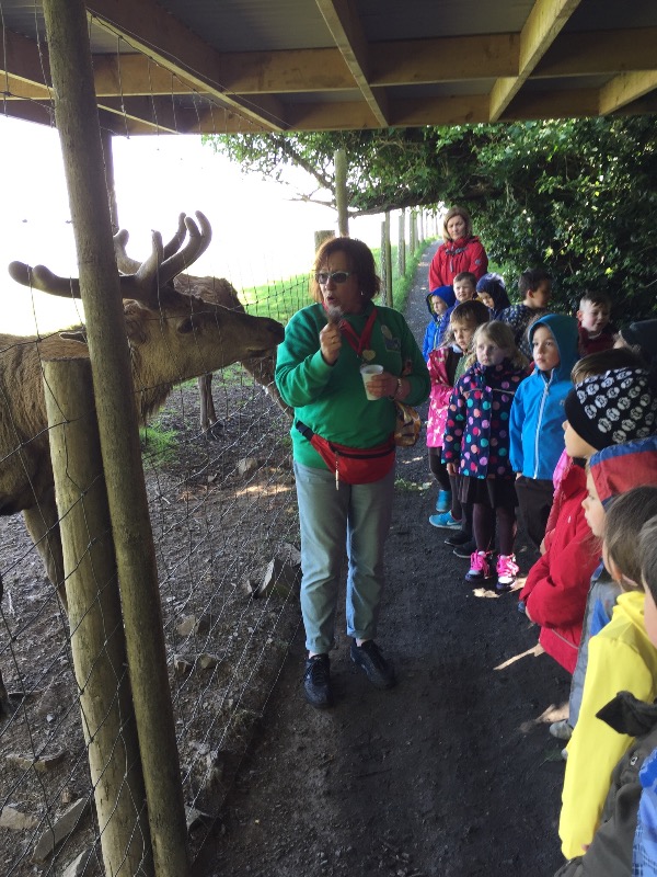 Primary 1 Visit Streamvale Open Farm